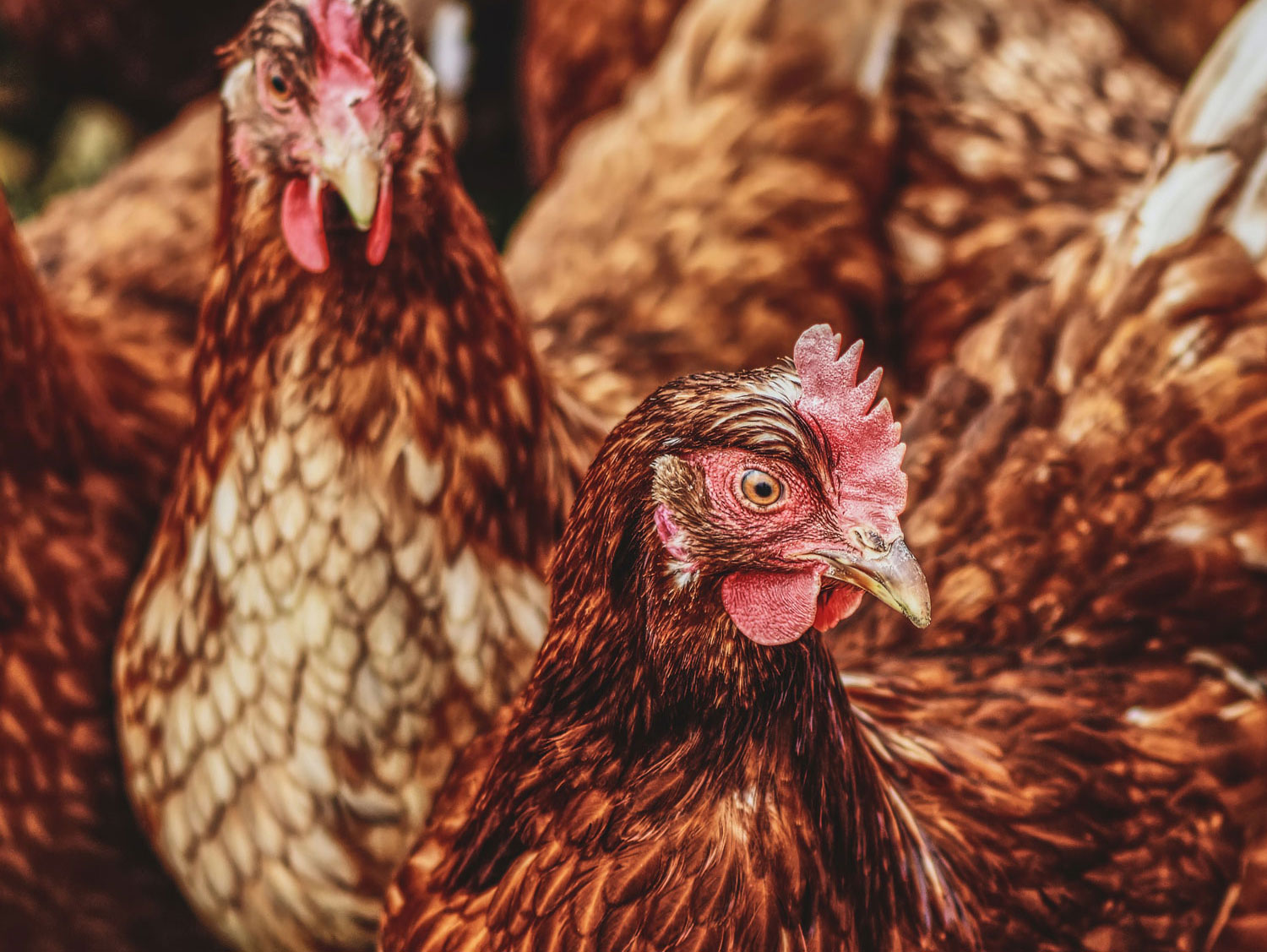 AVITECH - Votre équipement avicole