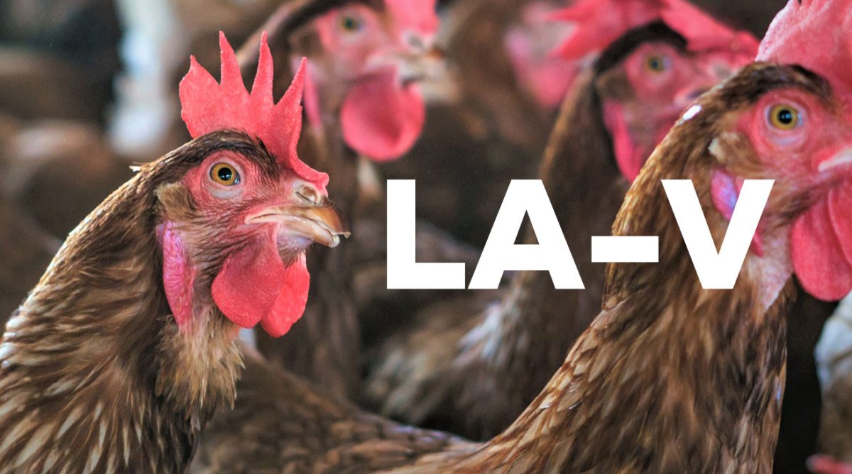 AVITECH - Your Poultry Equipment